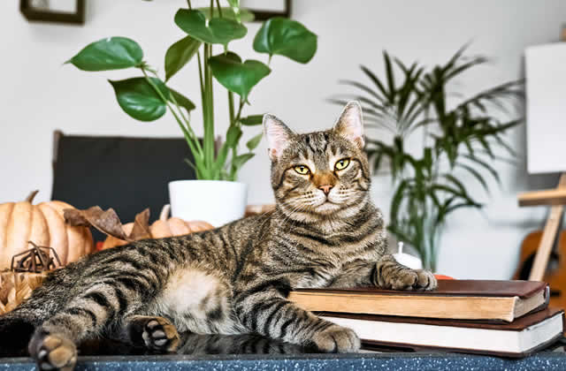 10 Best Pets for Busy College Students | SayCampusLife: Campus News ...
